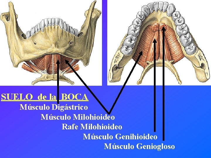 Tema 4 1 Vsceras de Cabeza y Cuello