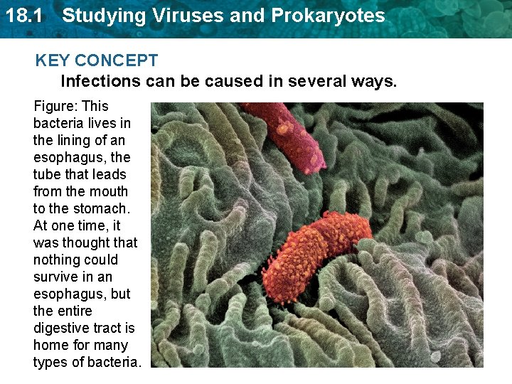 18 1 Studying Viruses and Prokaryotes KEY CONCEPT