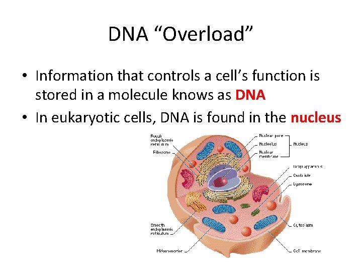 2 3 The Cell Cycle and Mitosis Take