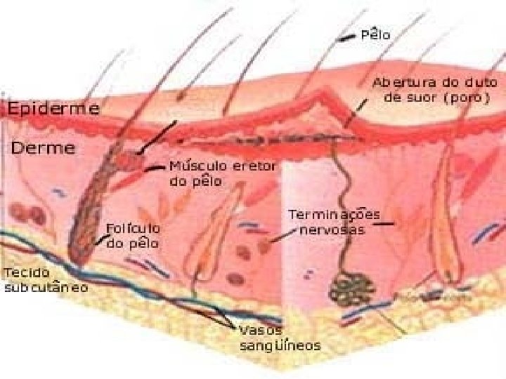SISTEMA TEGUMENTAR REGINALDA MACIEL Estrutura do tegumento pele