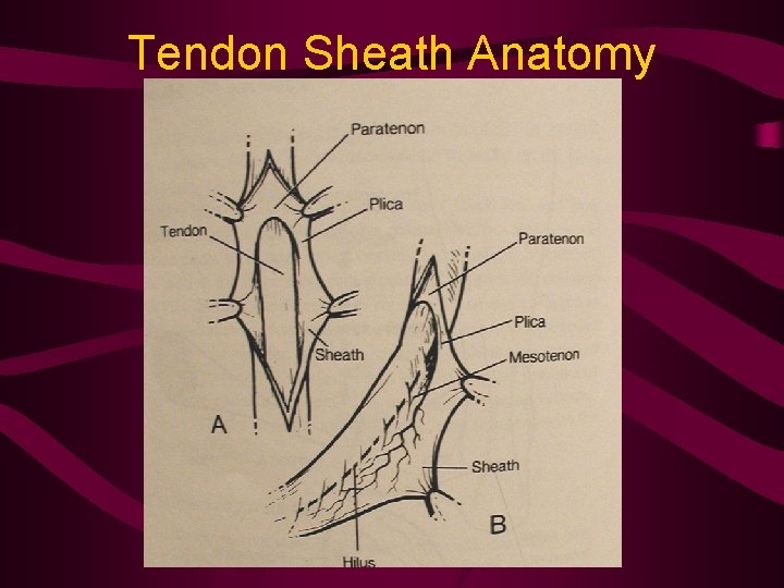 Physiology of Muscle Tendon Ligament Healing Jason R