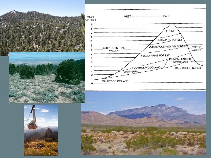 Chapter 6 KINDS OF ECOSYSTEMS AND COMMUNITIES MAPPING