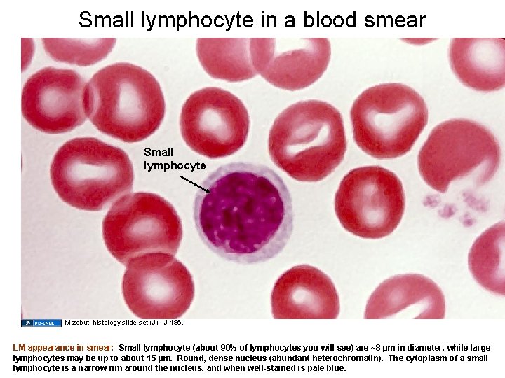 Authors Matthew Velkey 2009 License Unless otherwise noted