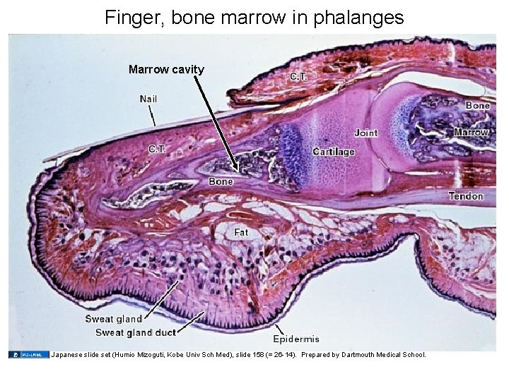Authors Matthew Velkey 2009 License Unless otherwise noted