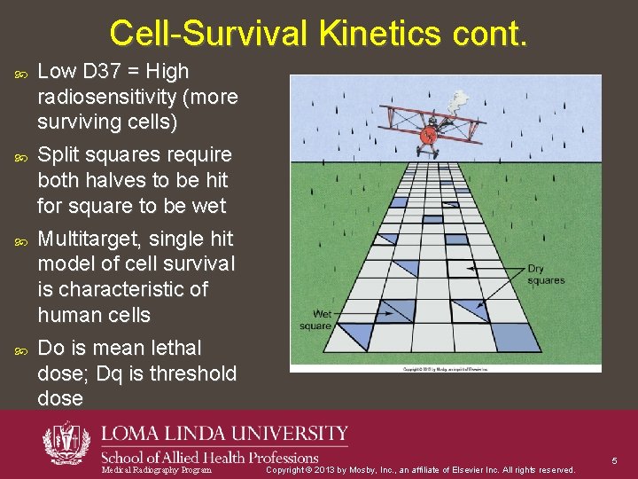 Cellular Radiobiology Chapter 32 Medical Radiography Program Copyright