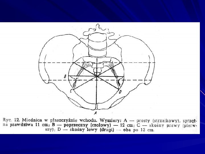PORD FIZJOLOGICZNY ANATOMIA POONICZA MIEDNICA KOBIECA Ko krzyowa