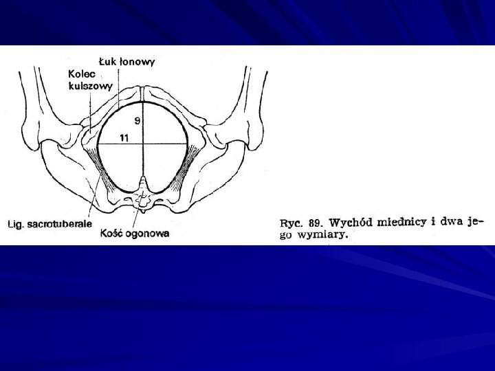 PORD FIZJOLOGICZNY ANATOMIA POONICZA MIEDNICA KOBIECA Ko krzyowa