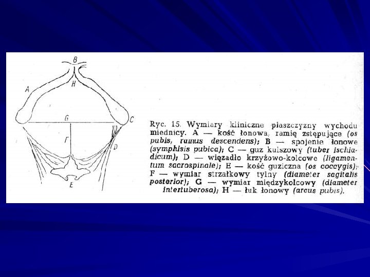PORD FIZJOLOGICZNY ANATOMIA POONICZA MIEDNICA KOBIECA Ko krzyowa