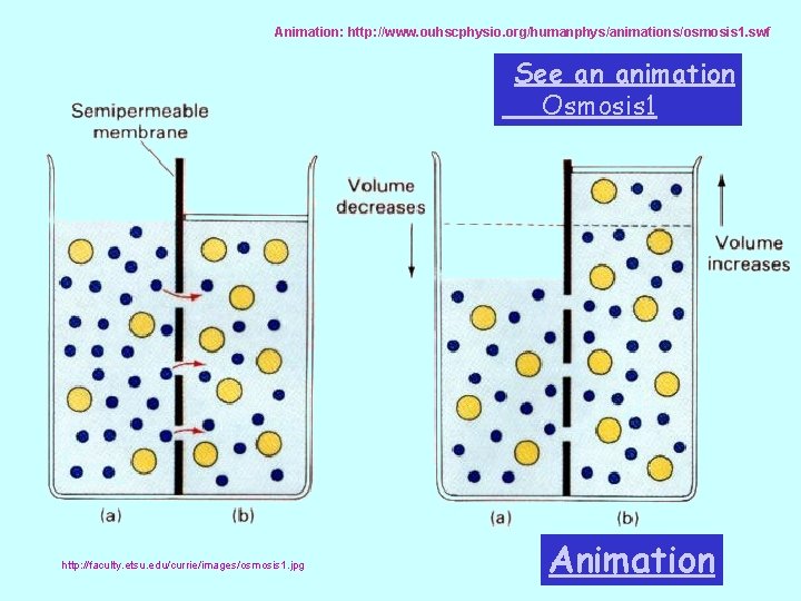 MORE ABOUT OSMOSIS Chapter 7 3 http leighhouse