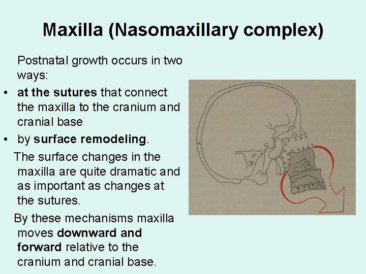 GROWTH OF THE CRANIOFACIAL SKELETON Picture illustrates the