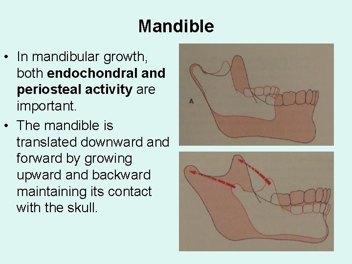 GROWTH OF THE CRANIOFACIAL SKELETON Picture illustrates the