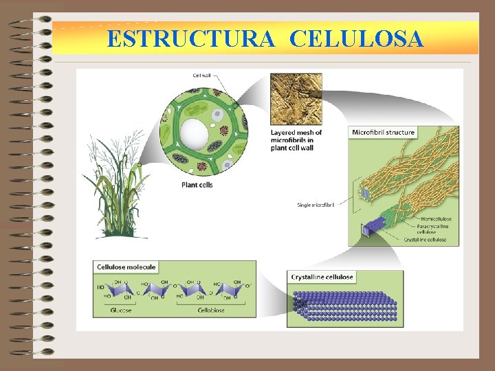 BIOMOLCULAS Introduccin a la qumica orgnica o la