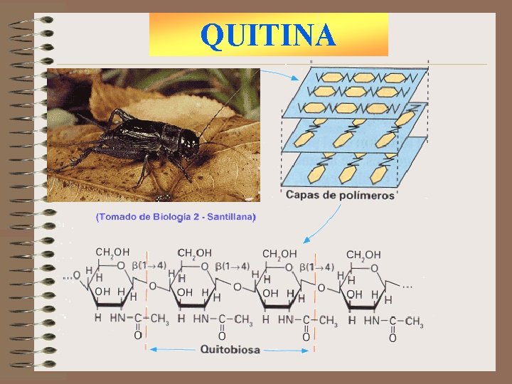 BIOMOLCULAS Introduccin a la qumica orgnica o la