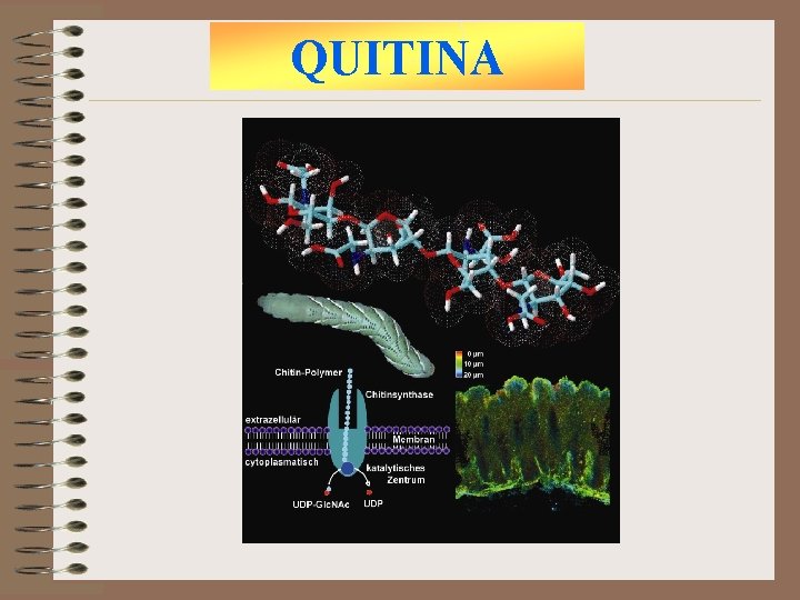 BIOMOLCULAS Introduccin a la qumica orgnica o la