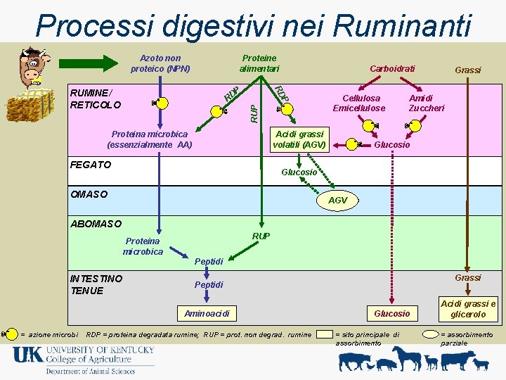 Fisiologia digestiva degli animali in allevamento Dr Richard