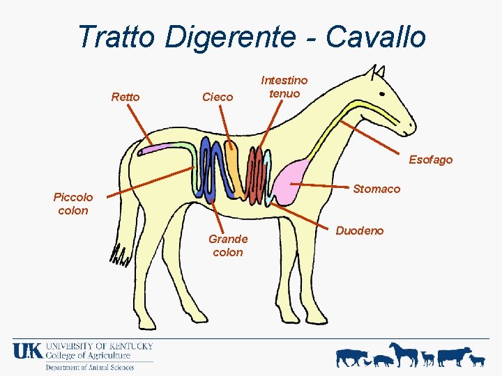 Fisiologia digestiva degli animali in allevamento Dr Richard