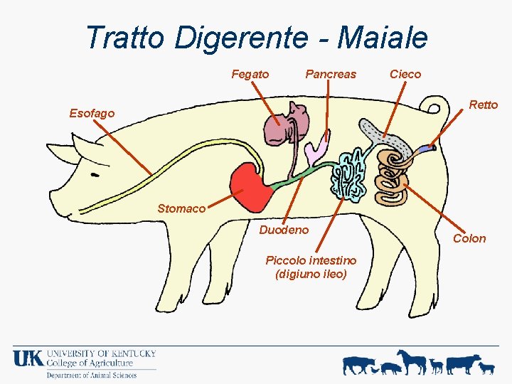 Fisiologia digestiva degli animali in allevamento Dr Richard