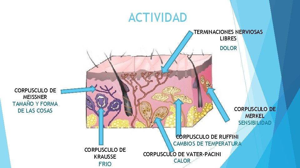 TACTO CUESTIONARIO 1 Qu es el tacto 2
