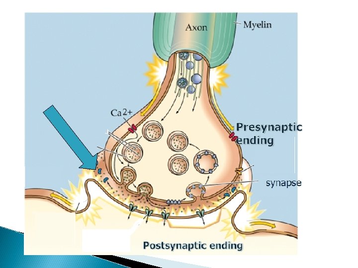 What about communication between neurons Some terms presynaptic