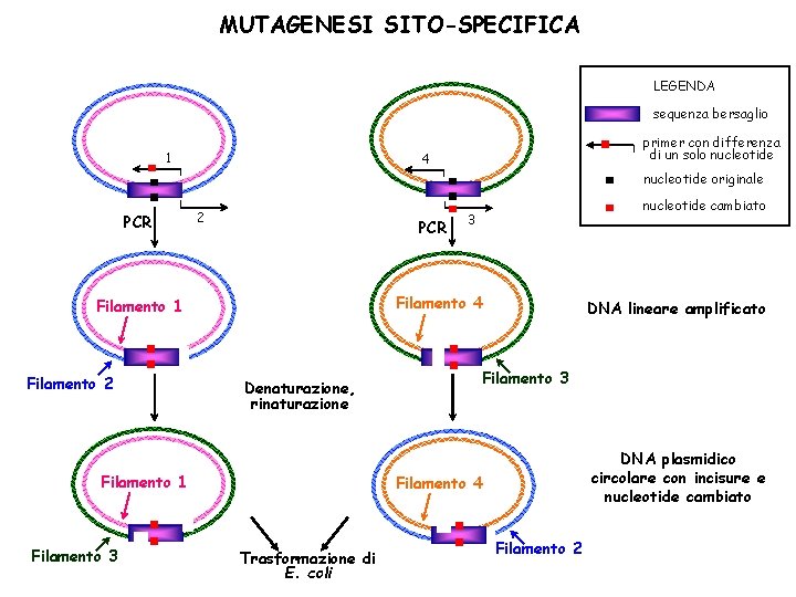 PCR REAZIONE a CATENA della POLIMERASI DNA 1