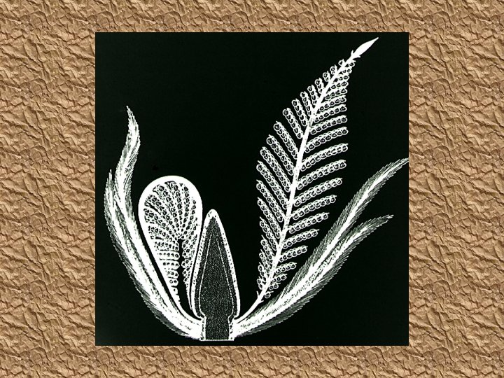 Origen de Angiospermas Archaeanthus Taylor and Hickeys Paleoherb