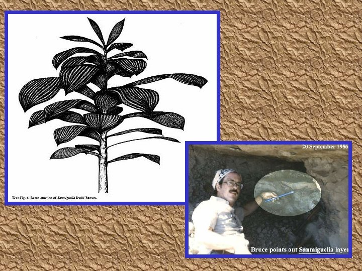 Origen de Angiospermas Archaeanthus Taylor and Hickeys Paleoherb