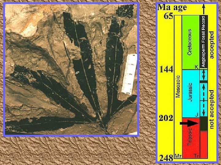 Origen de Angiospermas Archaeanthus Taylor and Hickeys Paleoherb