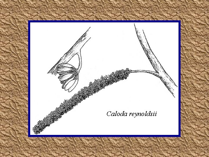 Origen de Angiospermas Archaeanthus Taylor and Hickeys Paleoherb