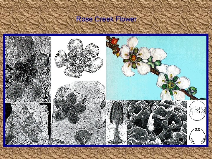 Origen de Angiospermas Archaeanthus Taylor and Hickeys Paleoherb