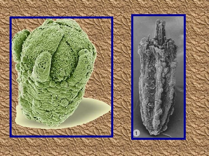 Origen de Angiospermas Archaeanthus Taylor and Hickeys Paleoherb