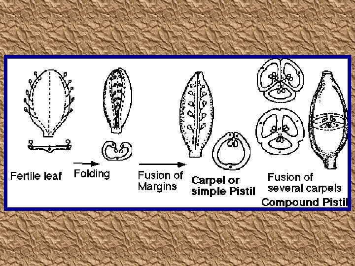 Origen de Angiospermas Archaeanthus Taylor and Hickeys Paleoherb