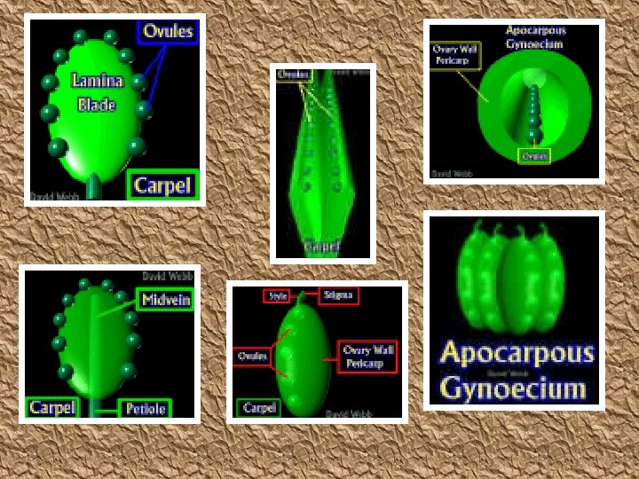 Origen de Angiospermas Archaeanthus Taylor and Hickeys Paleoherb