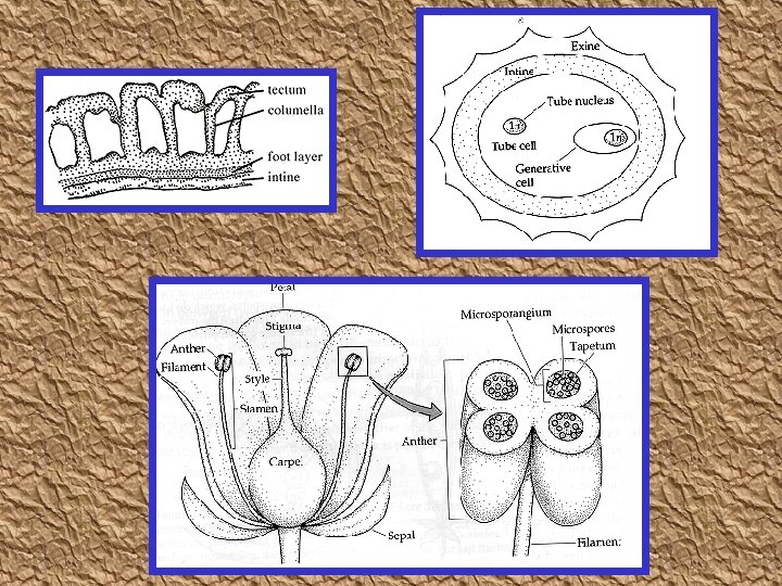 Origen de Angiospermas Archaeanthus Taylor and Hickeys Paleoherb
