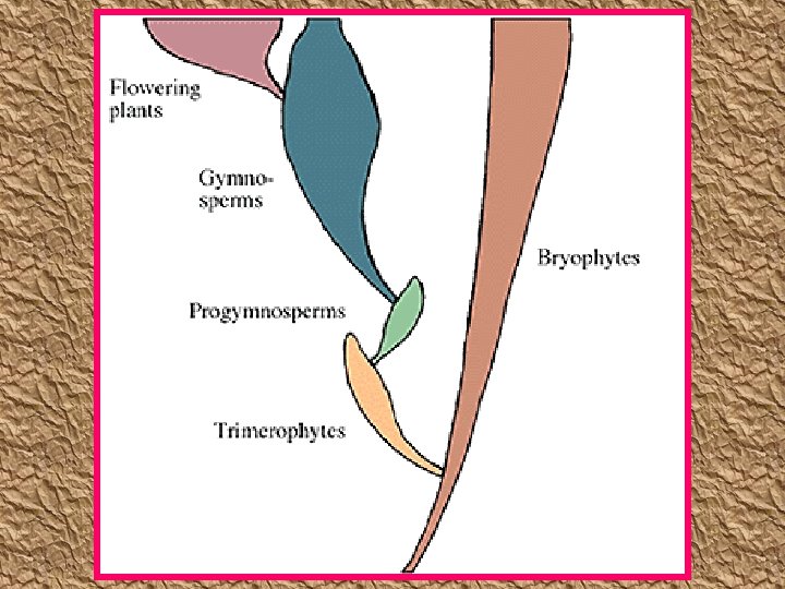 Origen de Angiospermas Archaeanthus Taylor and Hickeys Paleoherb