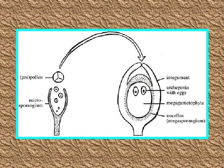 Origen de Angiospermas Archaeanthus Taylor and Hickeys Paleoherb