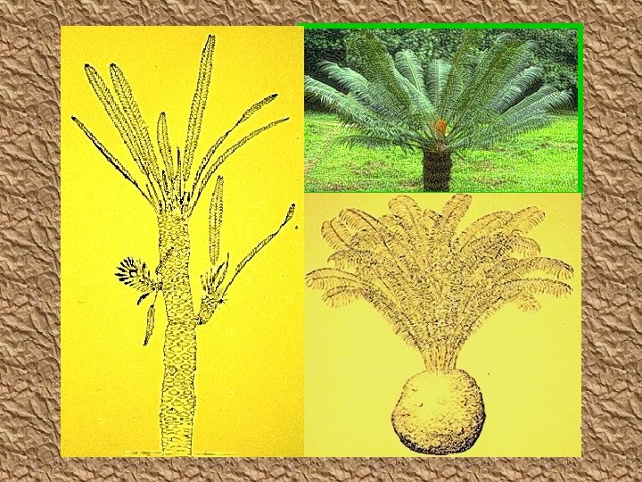 Origen de Angiospermas Archaeanthus Taylor and Hickeys Paleoherb