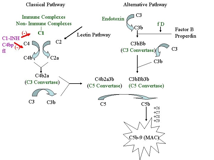 JOURNAL CLUB Barbara Labban M D Complement System