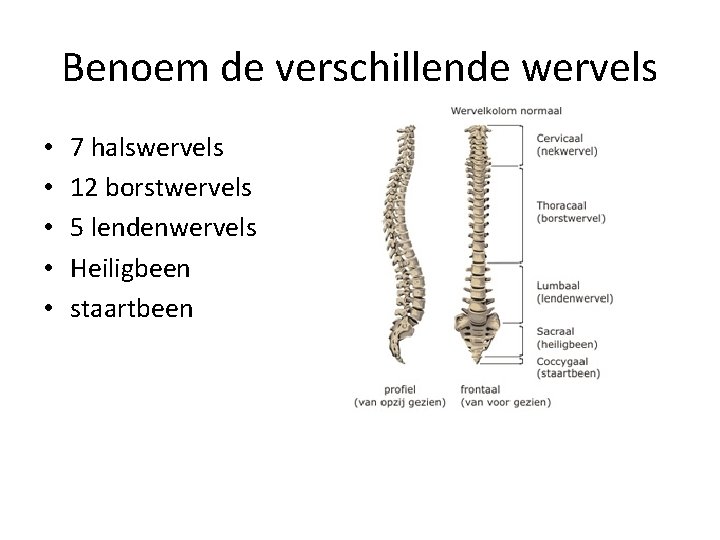 Houding en beweging Voortaak Opfrissen van anatomie en