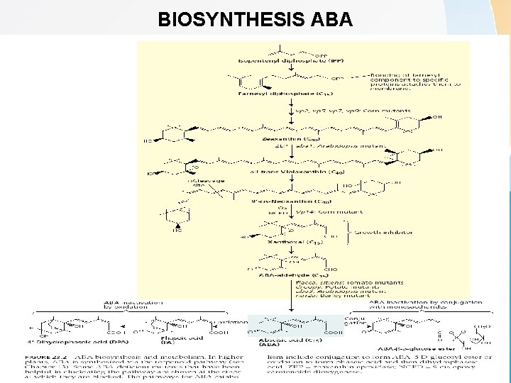 ETHYLENE dan ABSCISIC ACID ABA Irsanty Nadya Isnasa
