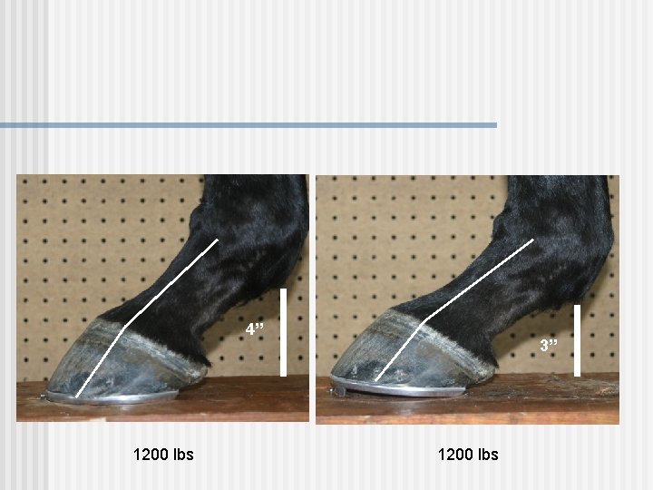 The Detrimental Effects of Toe Grabs Thoroughbred Racehorses