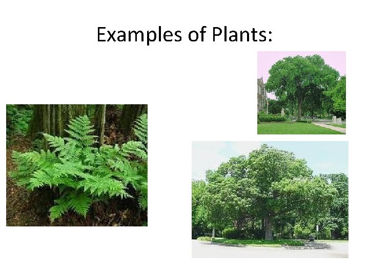 Temperate Deciduous Forest Around The World Deciduous forest
