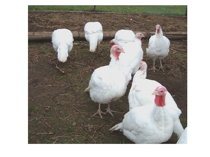 Turkey Selecting Breeds Turkeys are suitable for commercial