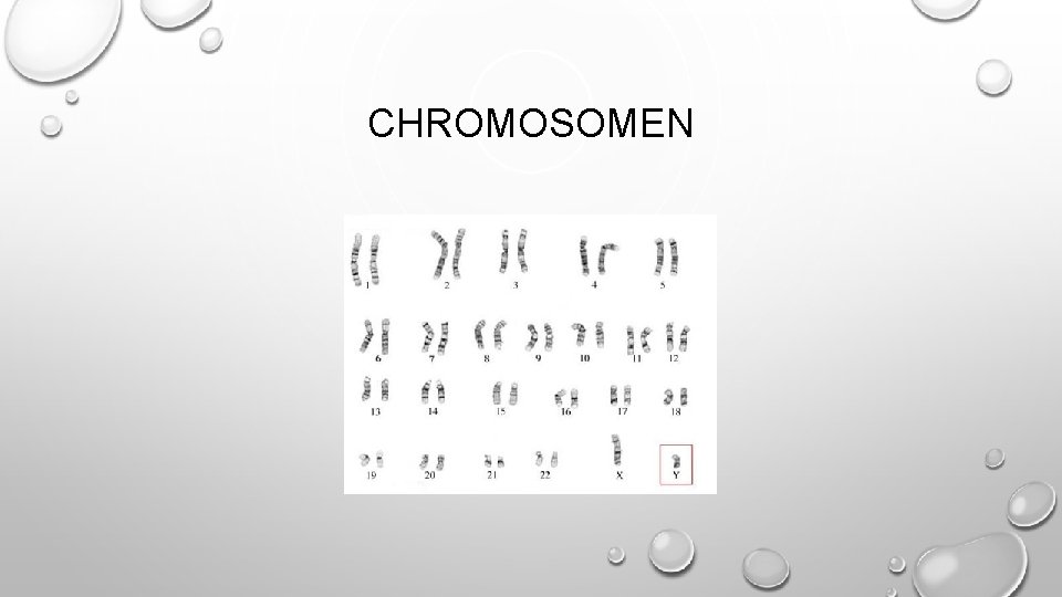 ANATOMIE EN FYSIOLOGIE LES 6 CHROMOSOMEN DNA LESINDELING