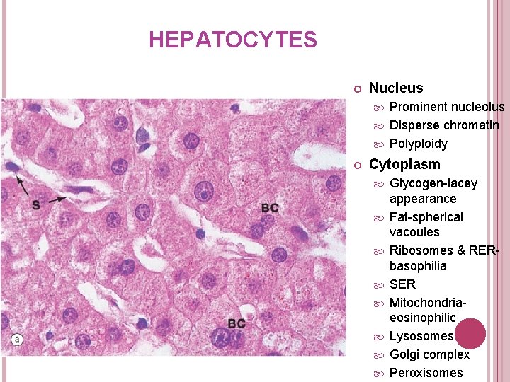 HISTOLOGY OF LIVER LIVER 2 nd largest organ