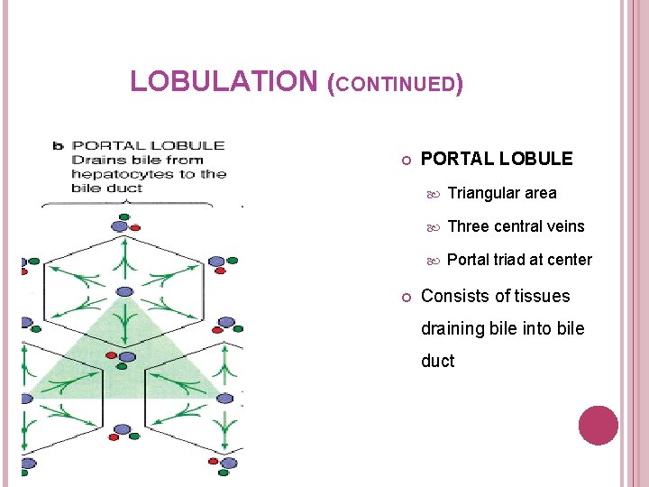 HISTOLOGY OF LIVER LIVER 2 nd largest organ