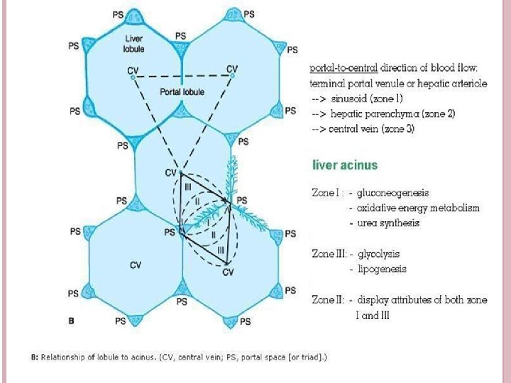HISTOLOGY OF LIVER LIVER 2 nd largest organ