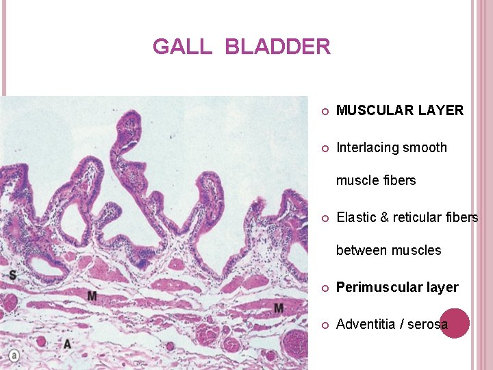 HISTOLOGY OF LIVER LIVER 2 nd largest organ