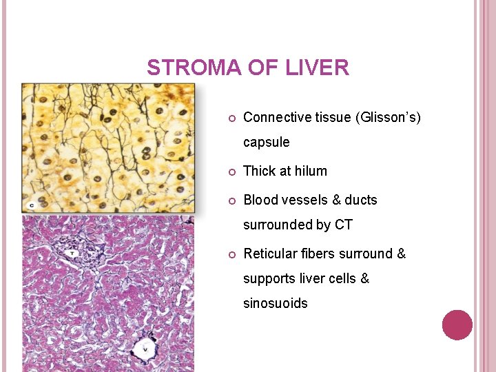 HISTOLOGY OF LIVER LIVER 2 nd largest organ
