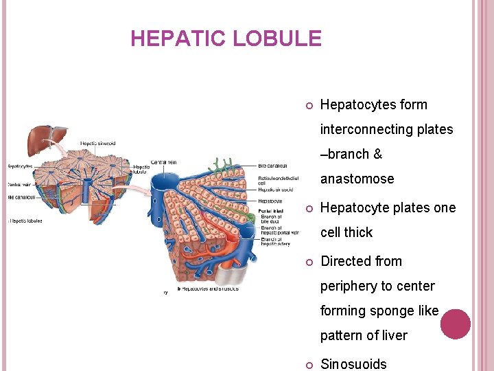 HISTOLOGY OF LIVER LIVER 2 nd largest organ