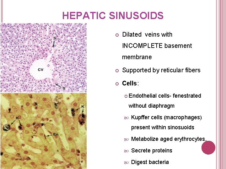 HISTOLOGY OF LIVER LIVER 2 nd largest organ